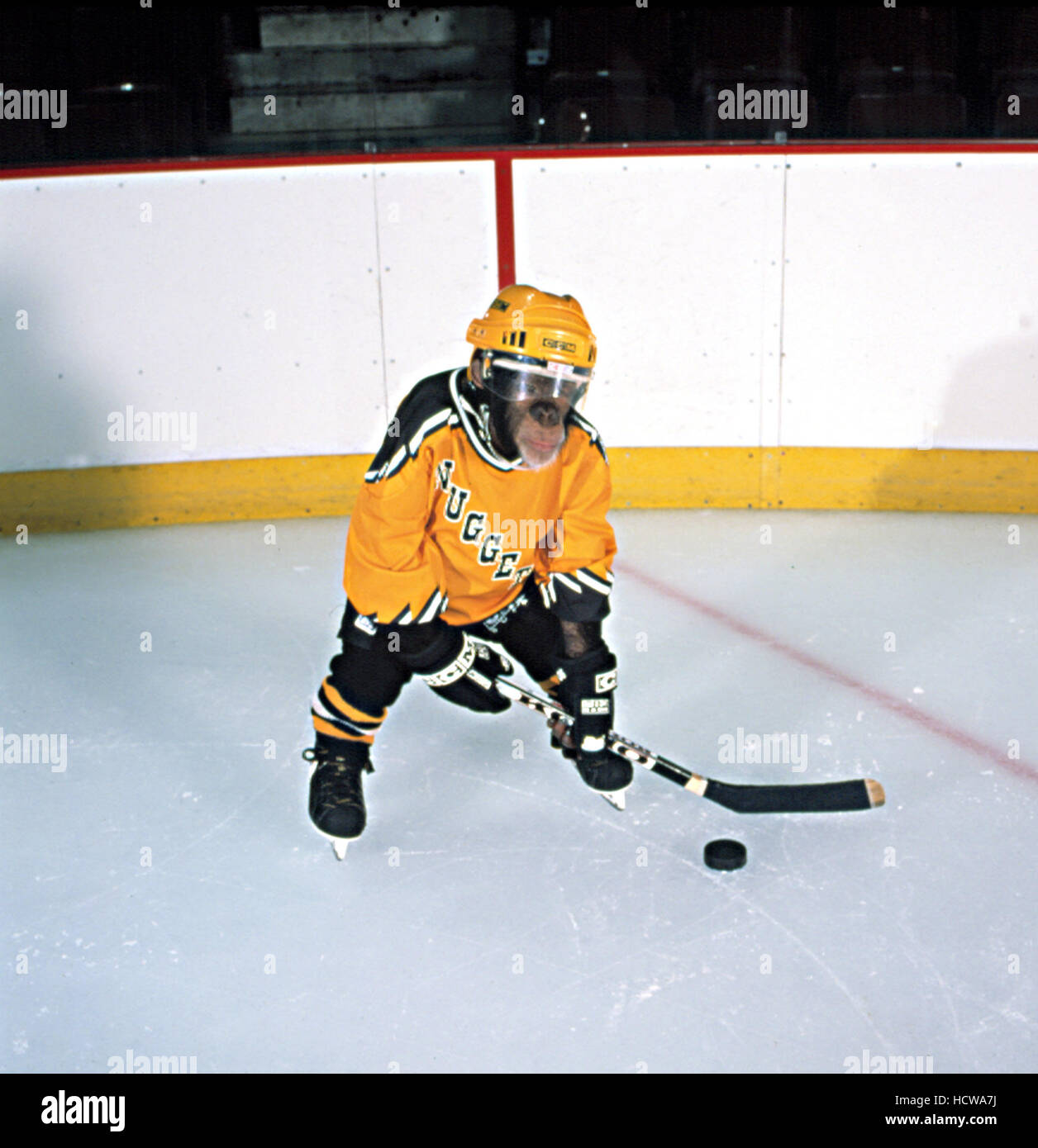 MVP: MOST VALUABLE PRIMATE, Jack, the Chimpanzee, 2000 Stock Photo - Alamy