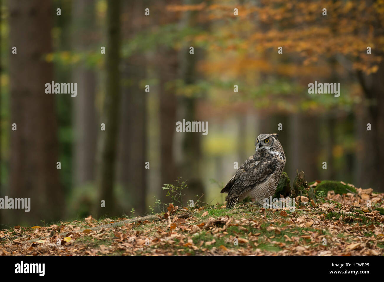 Great Horned Owl / Tiger Owl / Virginia-Uhu ( Bubo virginianus ...
