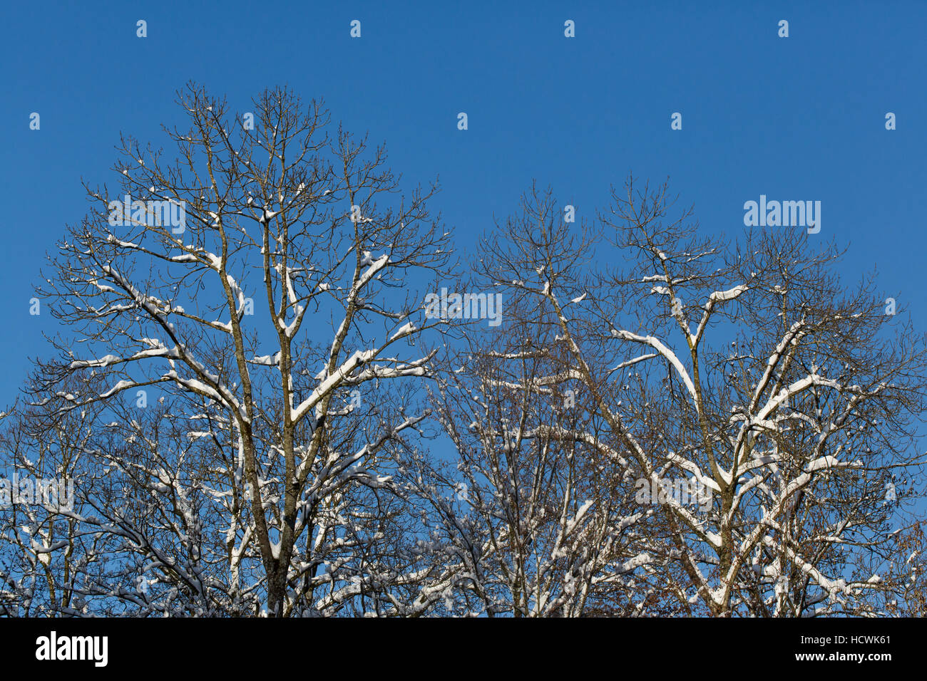 Several natural tree stems with snow and blue sky Stock Photo - Alamy