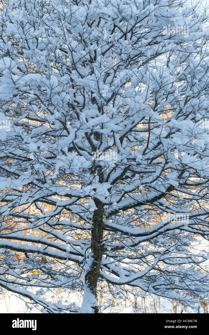 One natural tree stem with snow in winter Stock Photo - Alamy