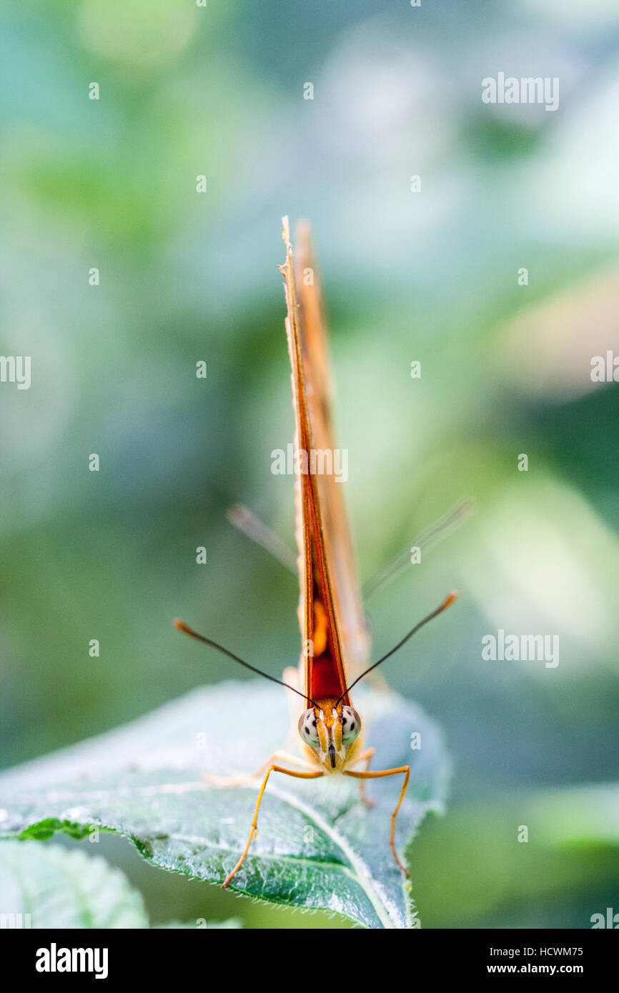 Two Orange butterflies, one behind the other on leaf, wings closed ...