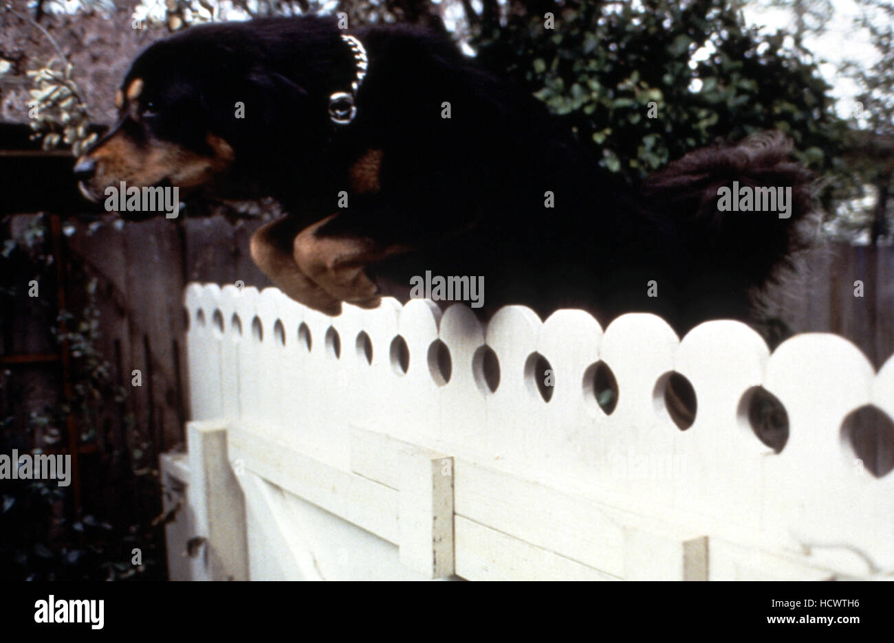 MAN'S BEST FRIEND, 1993, (c)New Line Cinema/courtesy Everett Collection ...