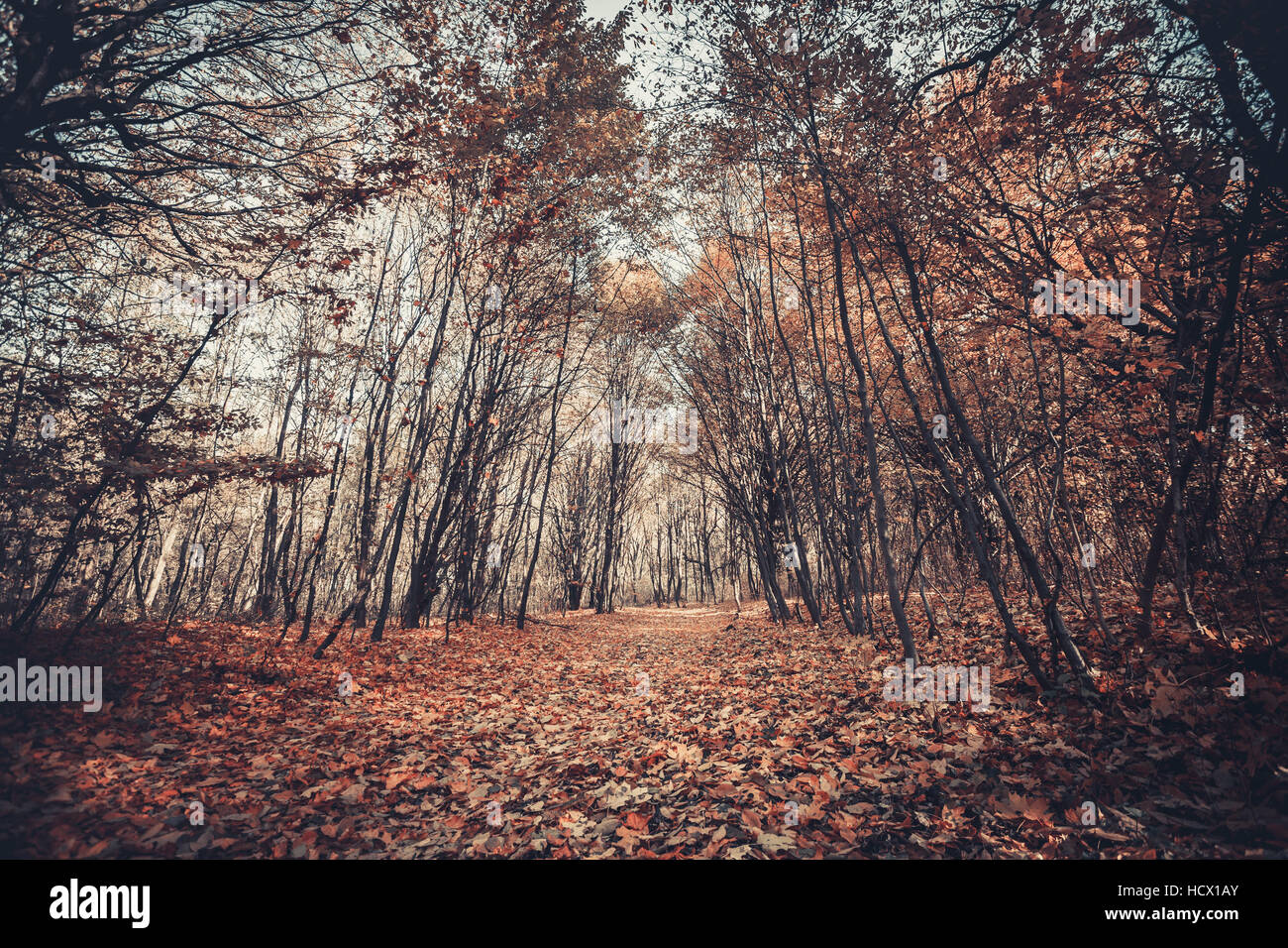 golden autumn in the forest Stock Photo - Alamy