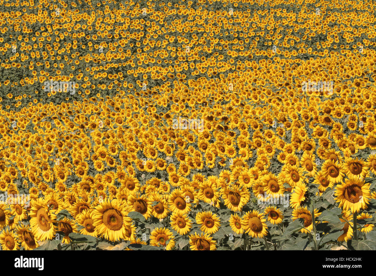 Field of blooming sunflowers in Val d'Orcia, Tuscany, Italy Stock Photo ...