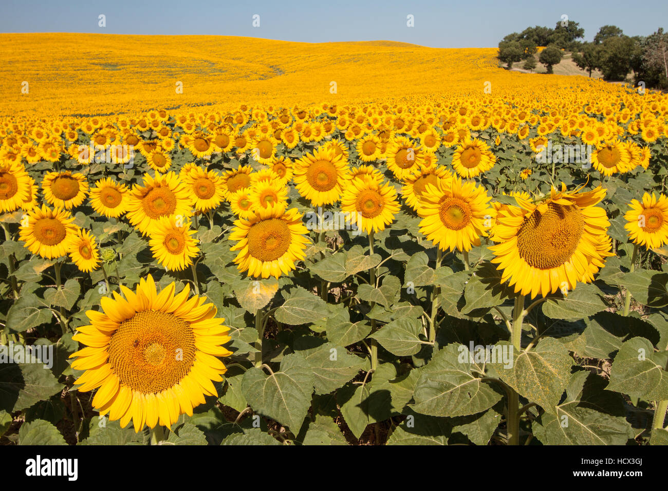 Field of blooming sunflowers in Val d'Orcia, Tuscany, Italy Stock Photo ...