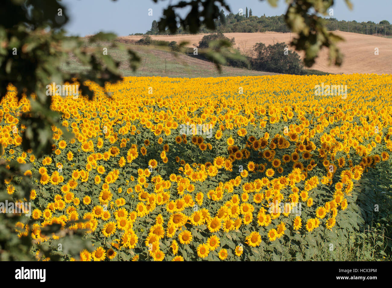 Field of blooming sunflowers in Val d'Orcia, Tuscany, Italy Stock Photo ...