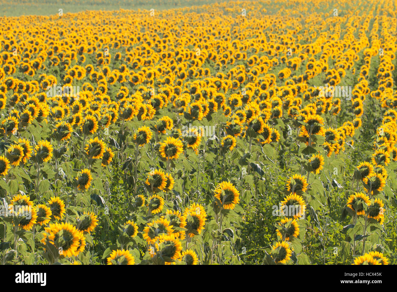 Field of blooming sunflowers in Val d'Orcia, Tuscany, Italy Stock Photo ...