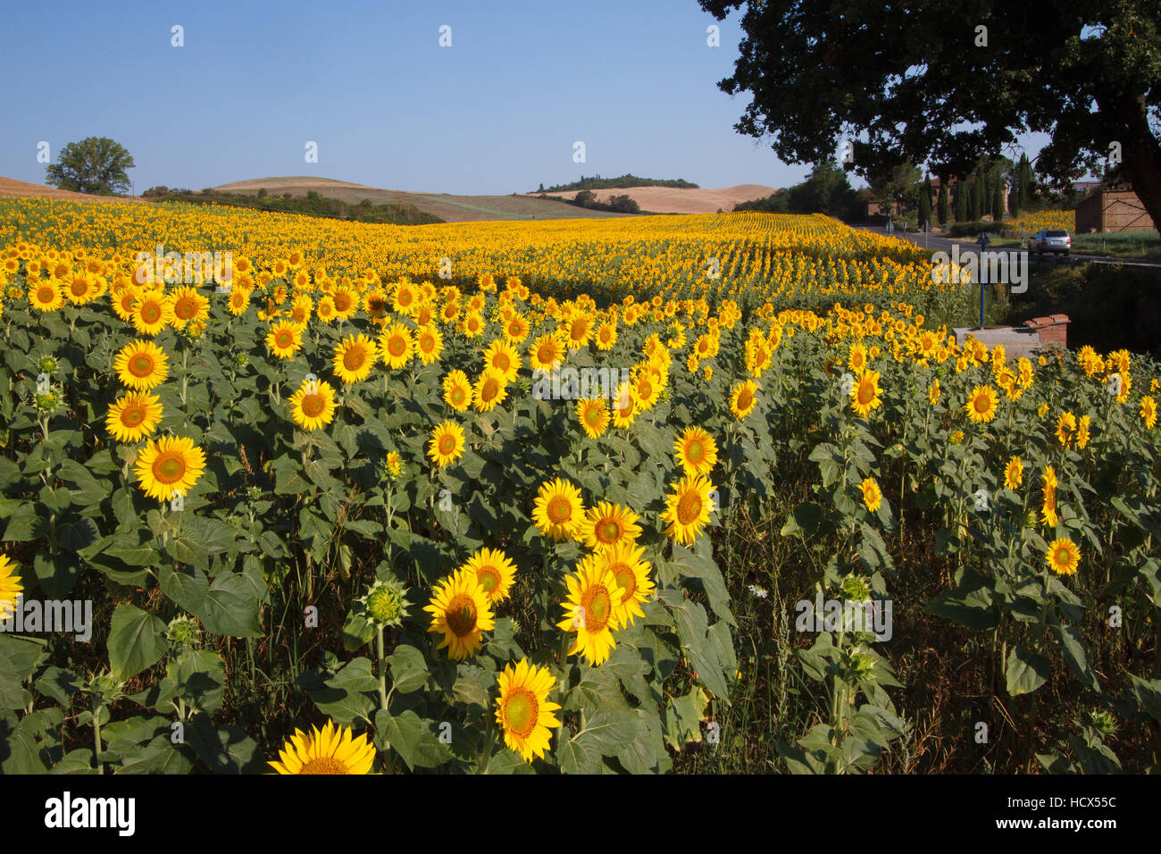 Field of blooming sunflowers in Val d'Orcia, Tuscany, Italy Stock Photo ...