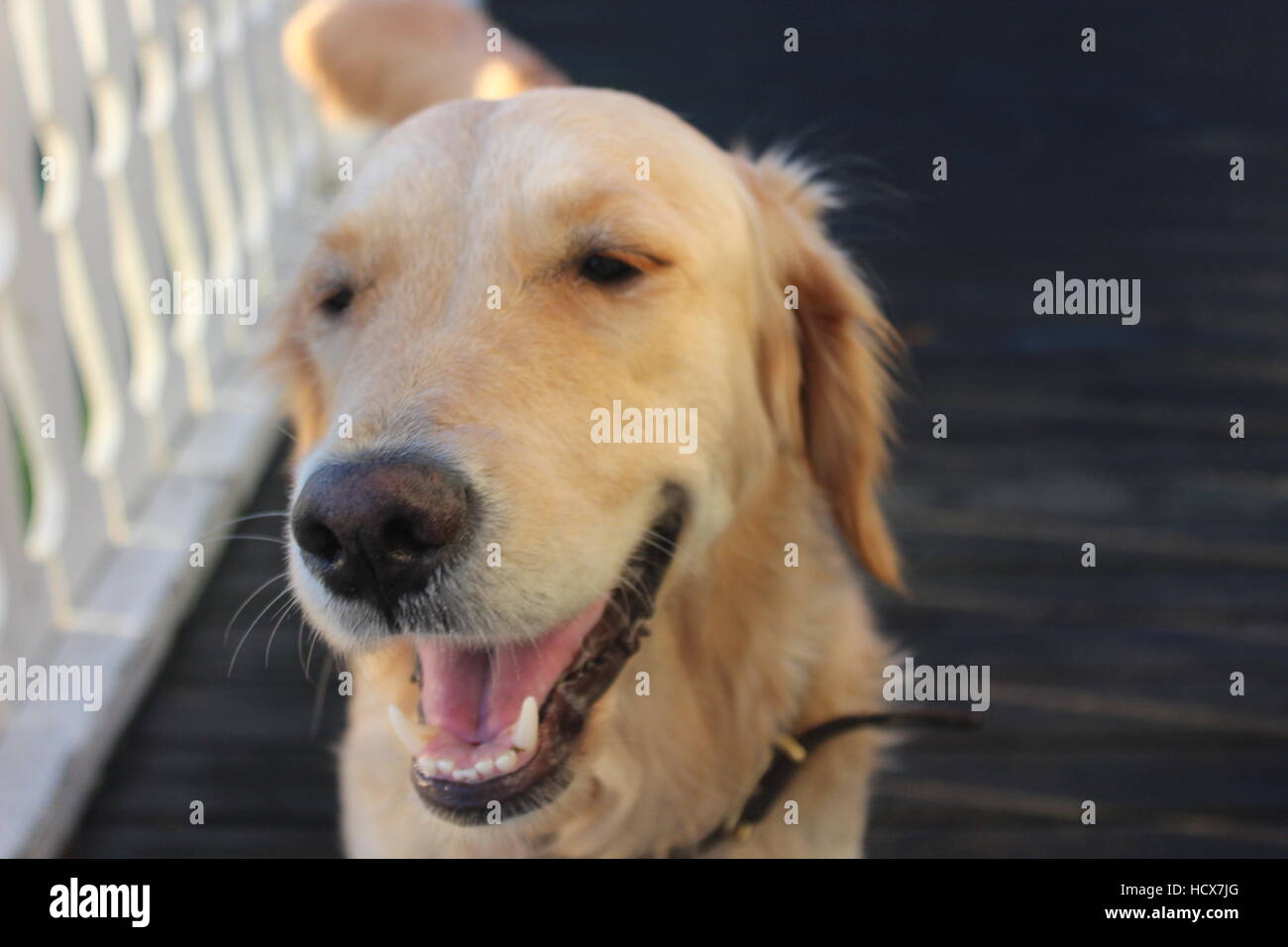 Golden smiling hi-res stock photography and images - Alamy