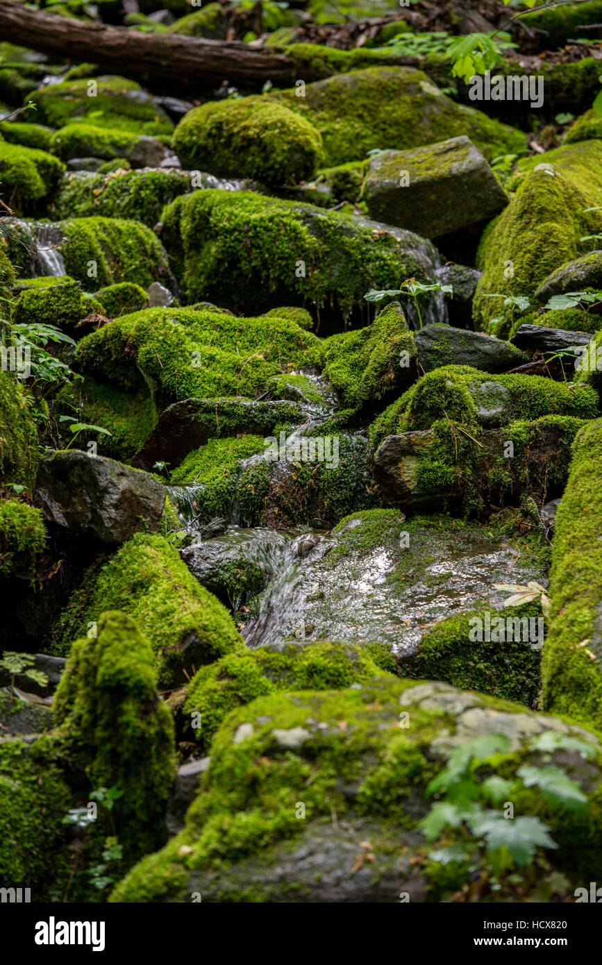 Rocks covered in green moss hi-res stock photography and images - Alamy