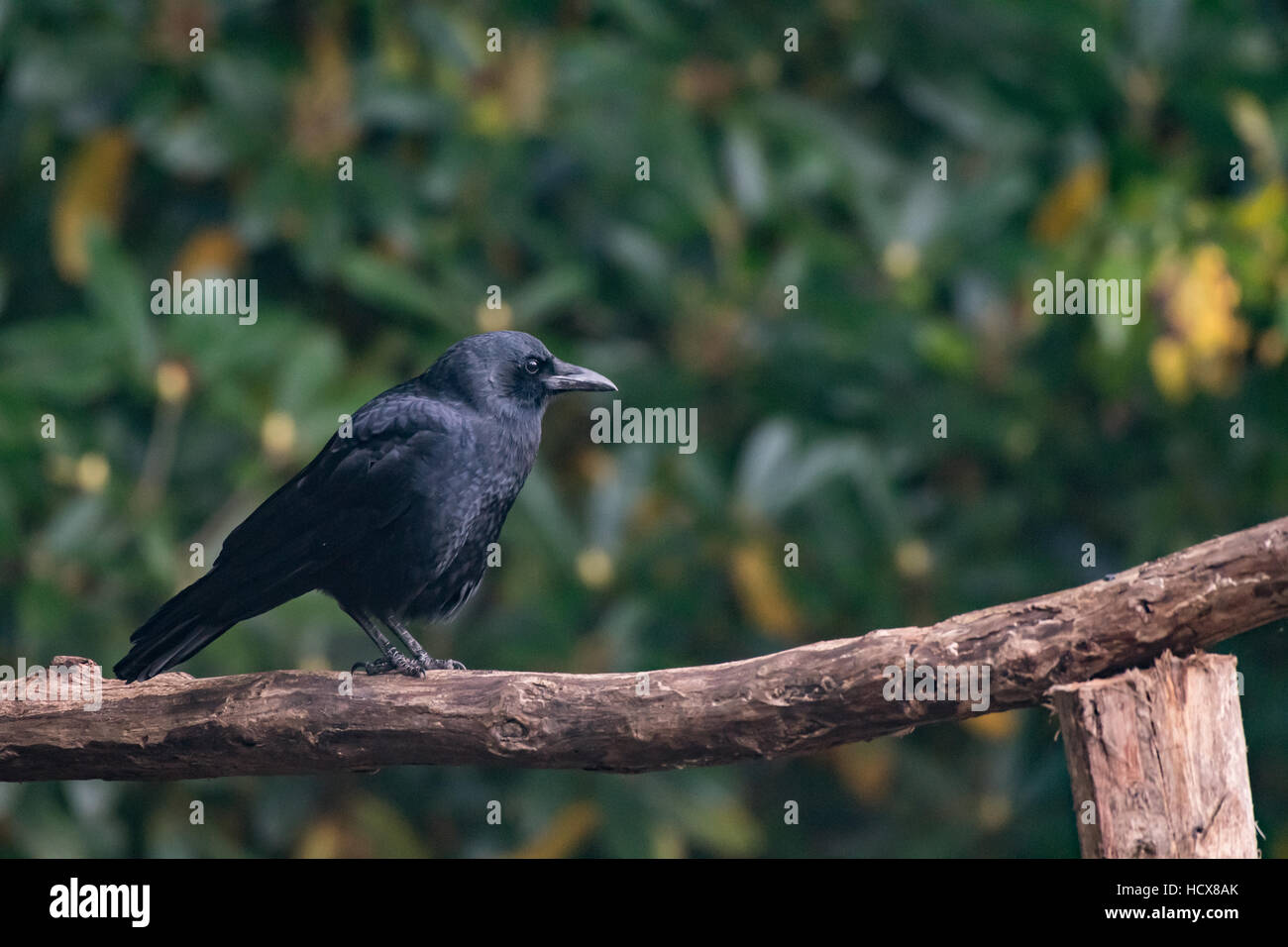 Crow Perched on Rustic Hand Rail in front of green background Stock ...