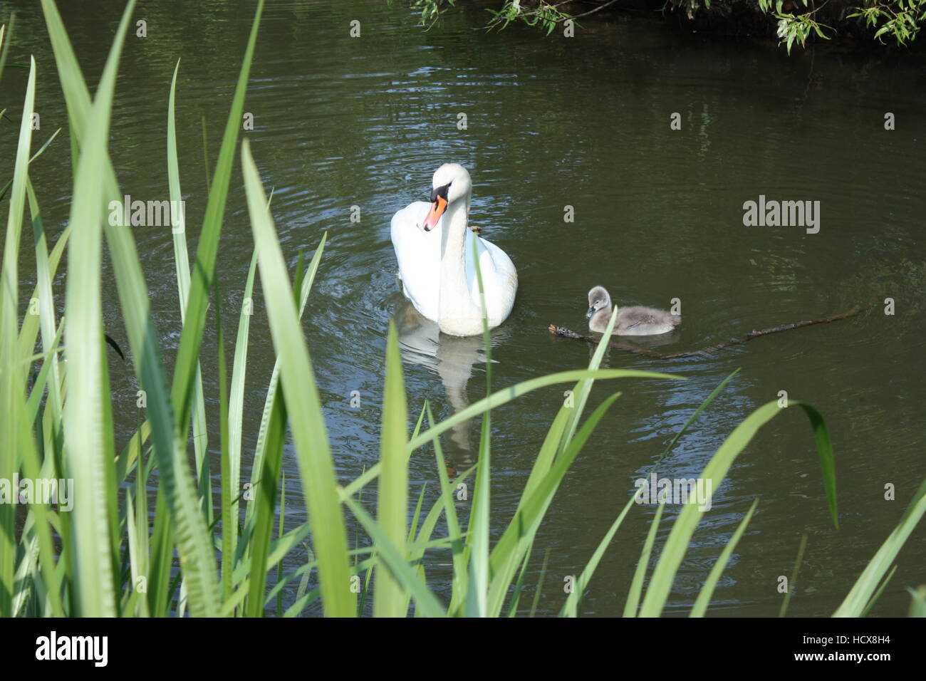 white Swan with chicken Stock Photo - Alamy