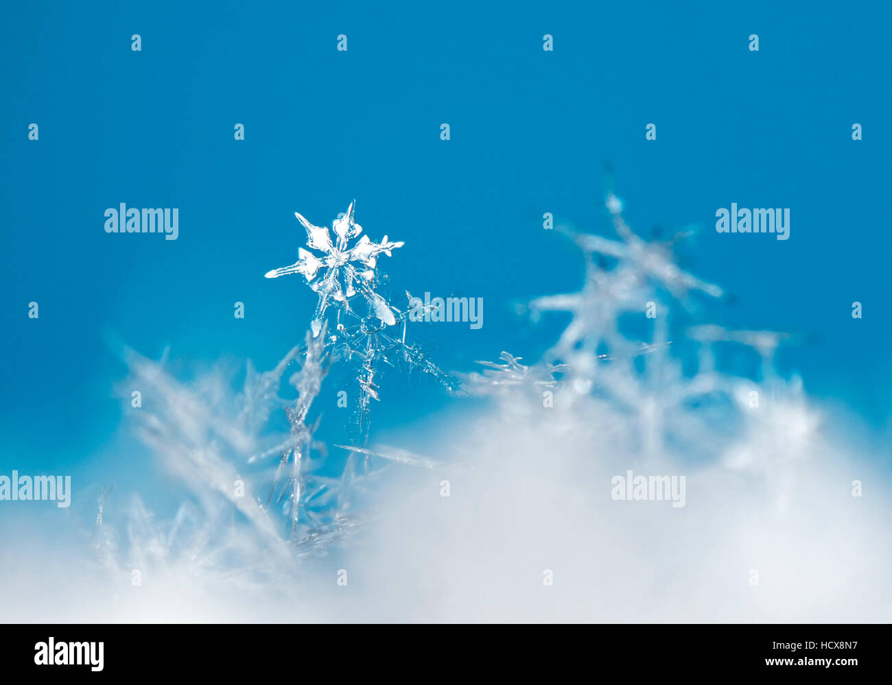 natural snowflakes on snow Stock Photo - Alamy