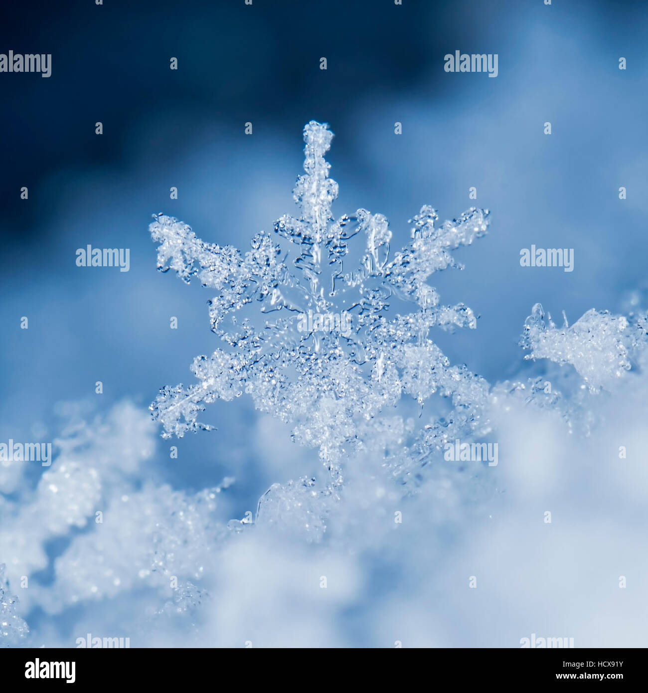 natural snowflakes on snow Stock Photo - Alamy
