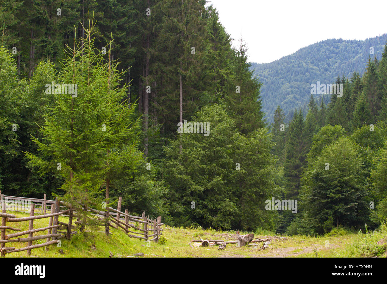 Spruce forest in the Ukrainian Carpathians. Sustainable clear ecosystem ...
