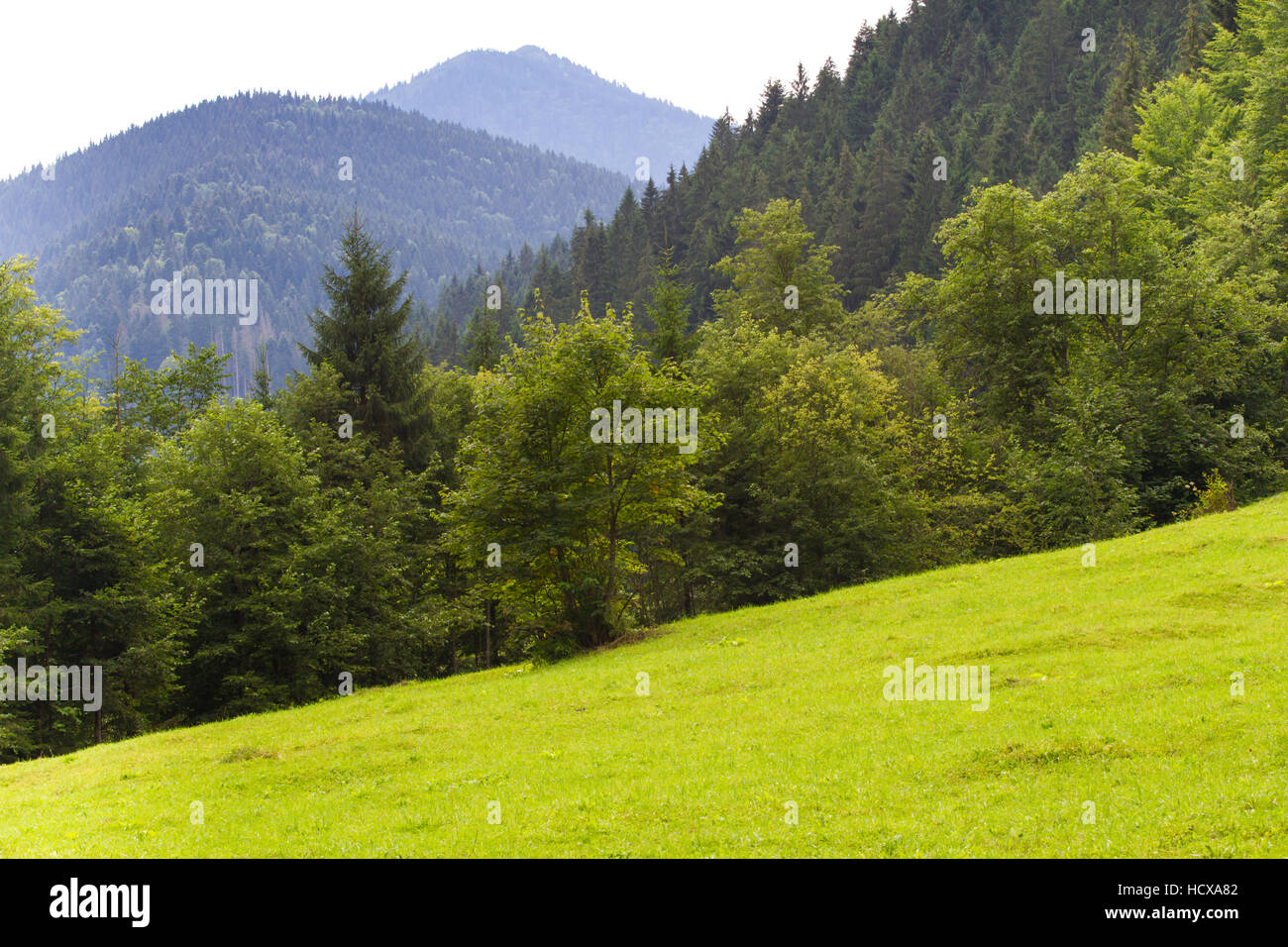 Spruce forest in the Ukrainian Carpathians. Sustainable clear ecosystem ...
