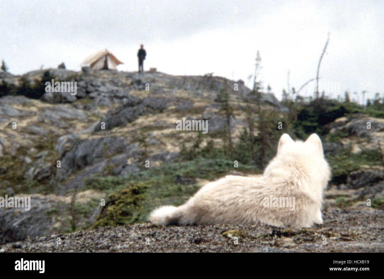 NEVER CRY WOLF, 1983, (c)Buena Vista Pictures/courtesy Everett ...