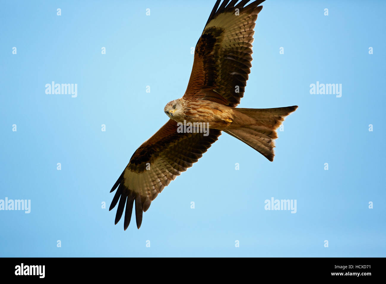 Llanddeusant wales hi-res stock photography and images - Alamy