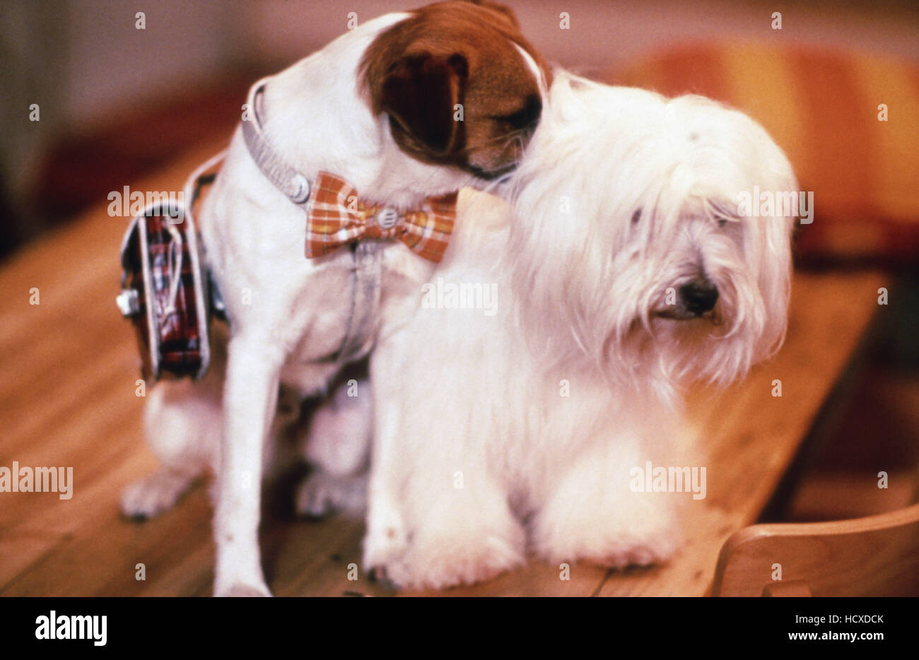 PAWS, PC the dog (left), 1997, © Polygram Filmed Entertainment/courtesy ...