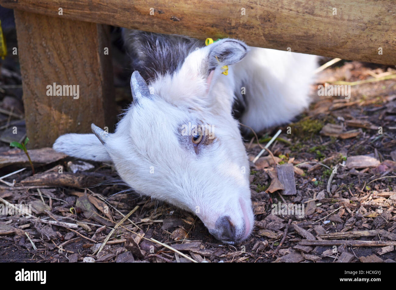 Kid goat hi-res stock photography and images - Alamy