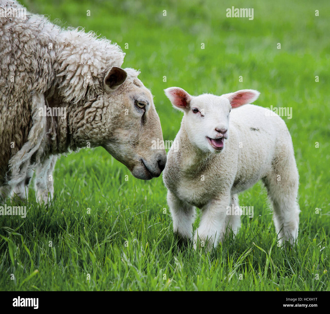 Mother of pride hi-res stock photography and images - Alamy