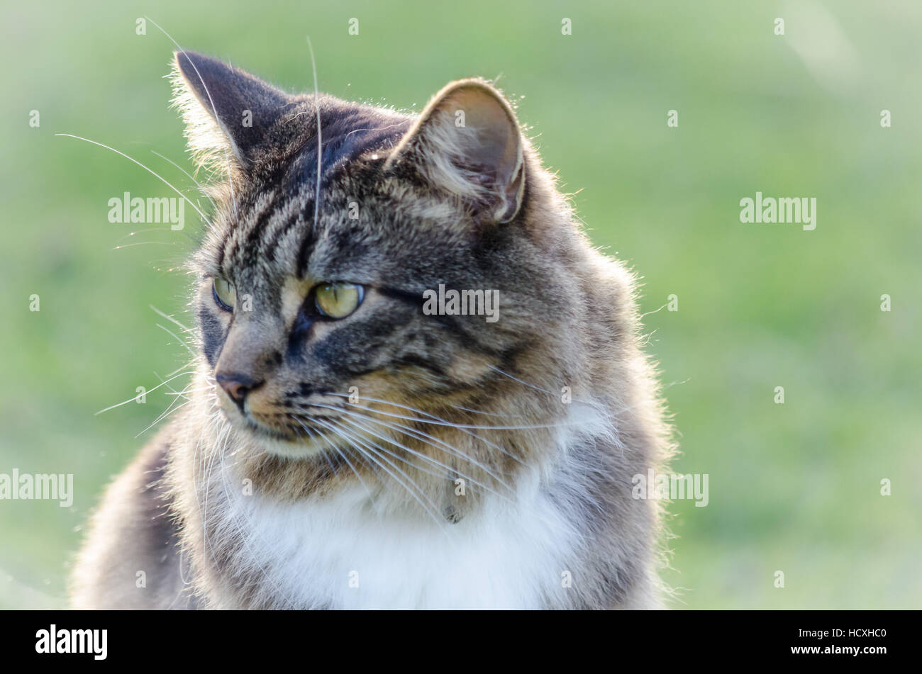 Tabby Cat portrait Stock Photo - Alamy