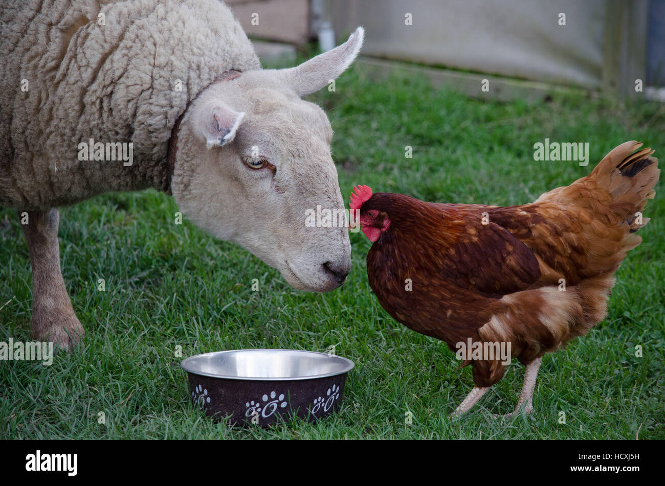 Sheep and chicken Stock Photo - Alamy