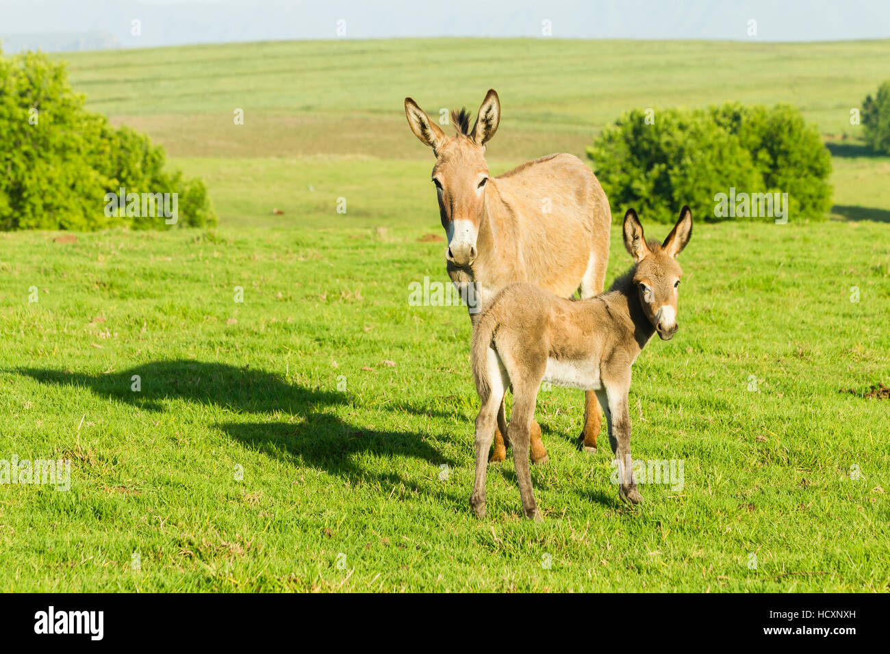 Farm summer fields with donkeys newborn foal animal closeup Stock Photo ...