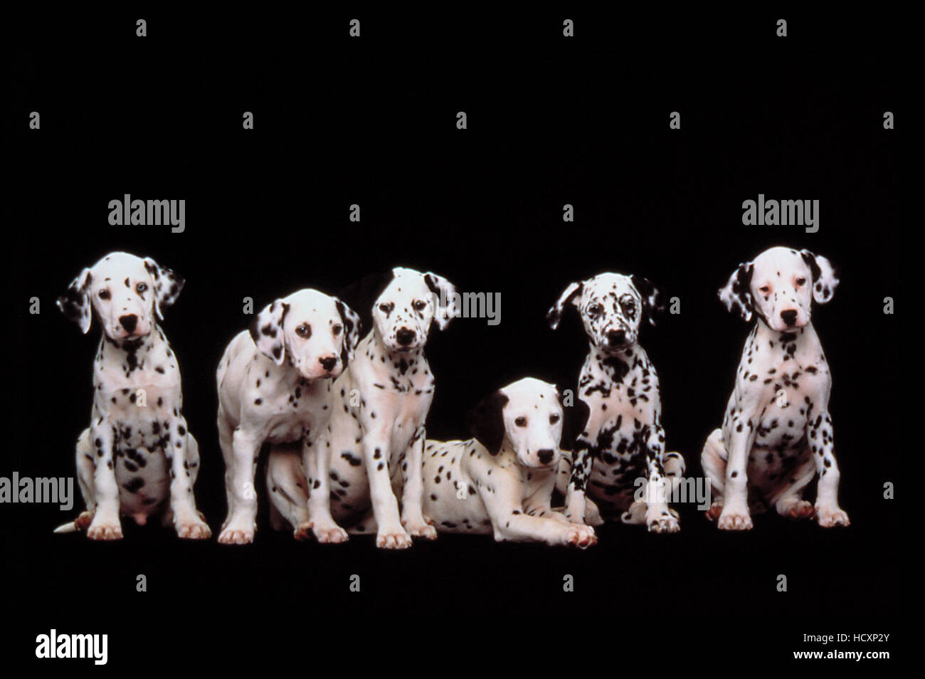 101 DALMATIANS, (aka ONE HUNDRED AND ONE DALMATIANS), Dalmatians, 1996 ...