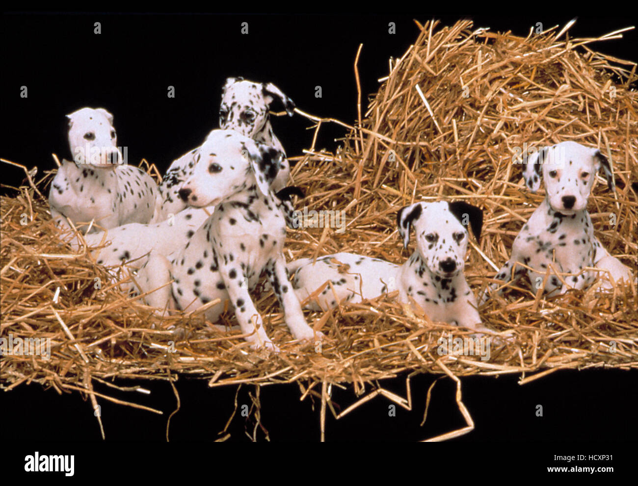 101 DALMATIANS, (aka ONE HUNDRED AND ONE DALMATIANS), Dalmatians, 1996 ...