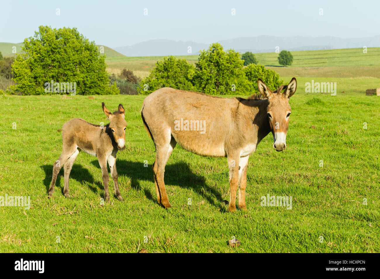 Farm summer fields with donkeys newborn foal animal closeup Stock Photo ...