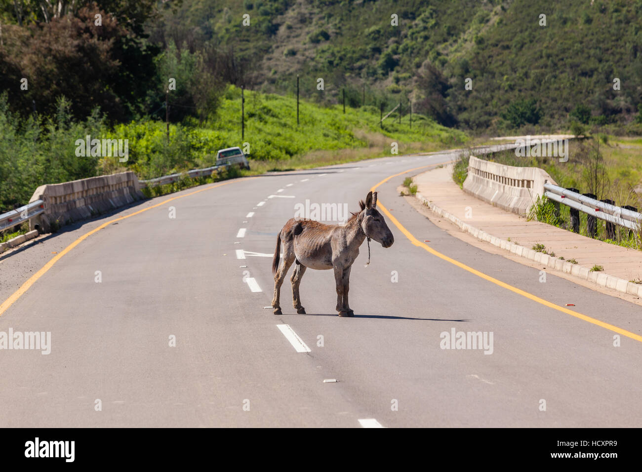 Danger animals hi-res stock photography and images - Alamy
