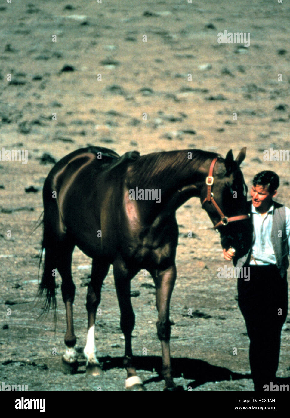 Phar lap 1983 film hi-res stock photography and images - Alamy