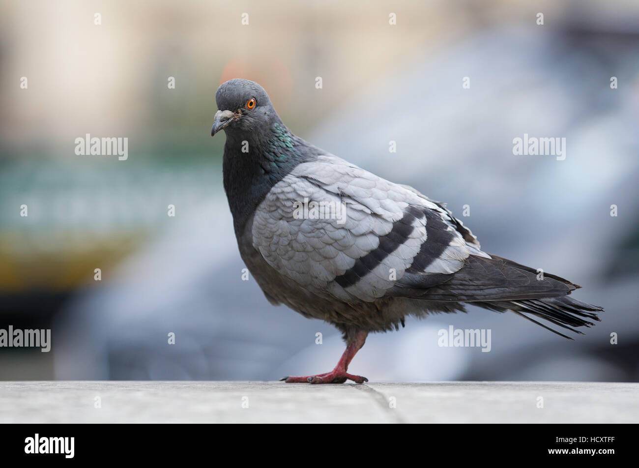 A one legged pigeon in London Stock Photo - Alamy