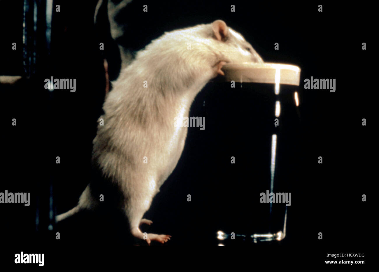 RAT, 2000, (c)Universal Focus/courtesy Everett Collection Stock Photo ...