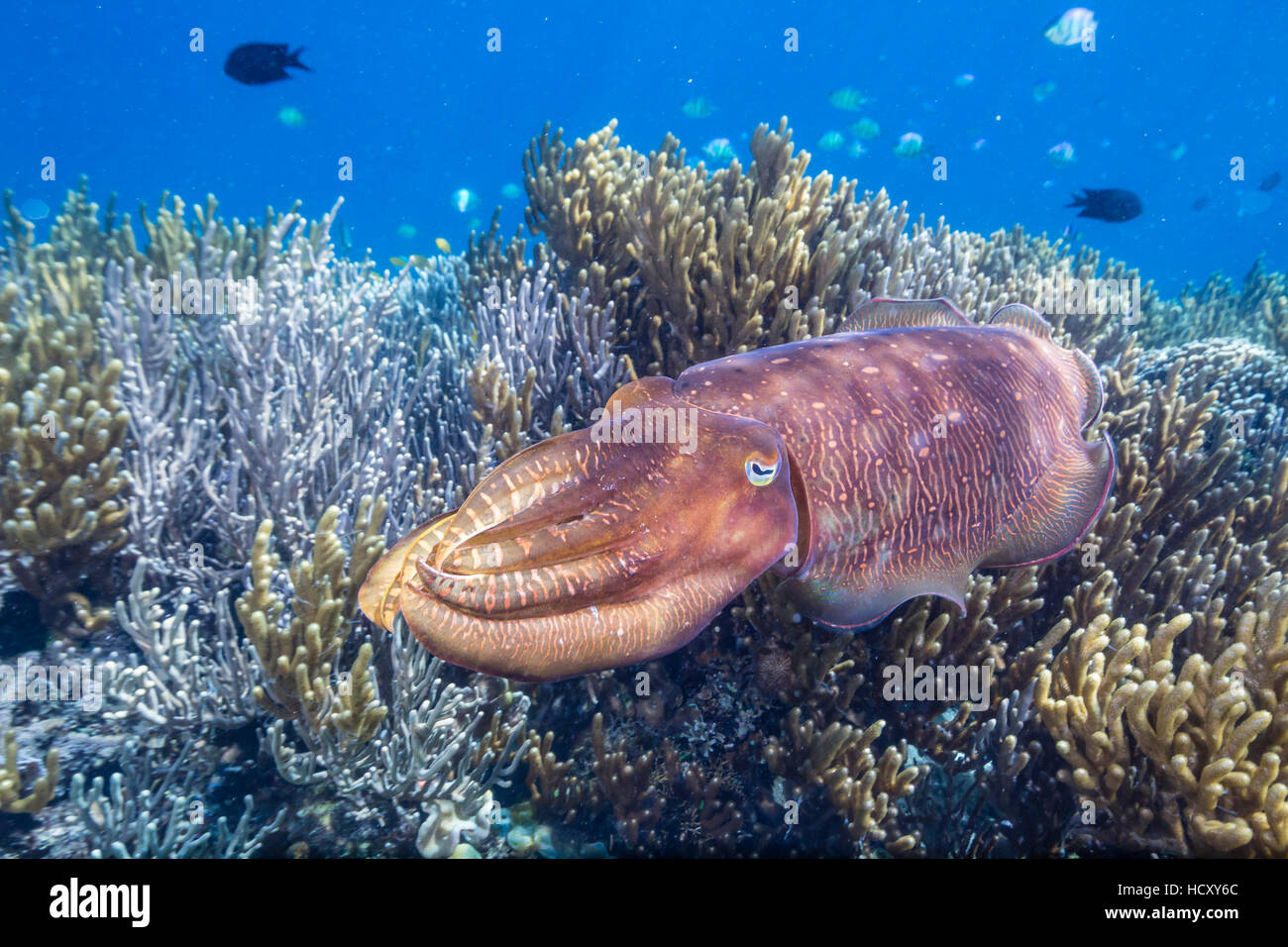 Adult broadclub cuttlefish (Sepia latimanus) on the reef at Sebayur ...