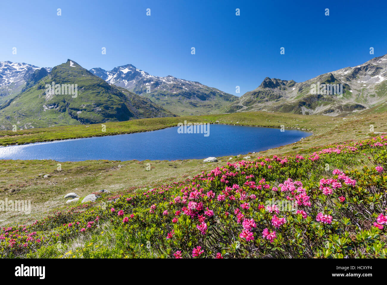 Rhododendrons and blue water of Lake Andossi, Montespluga, Chiavenna ...