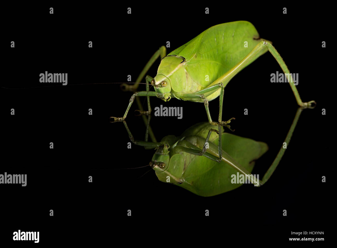 Tettigoniidae hi-res stock photography and images - Alamy