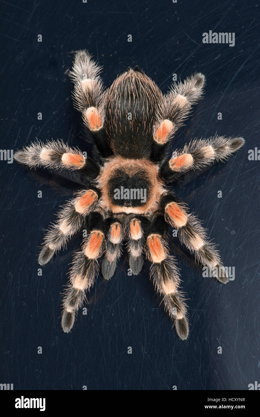 Mexican Red Knee Tarantula (Brachypelma Smithi), captive, Mexico Stock ...