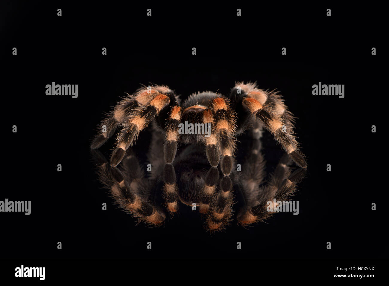 Mexican insects hi-res stock photography and images - Alamy