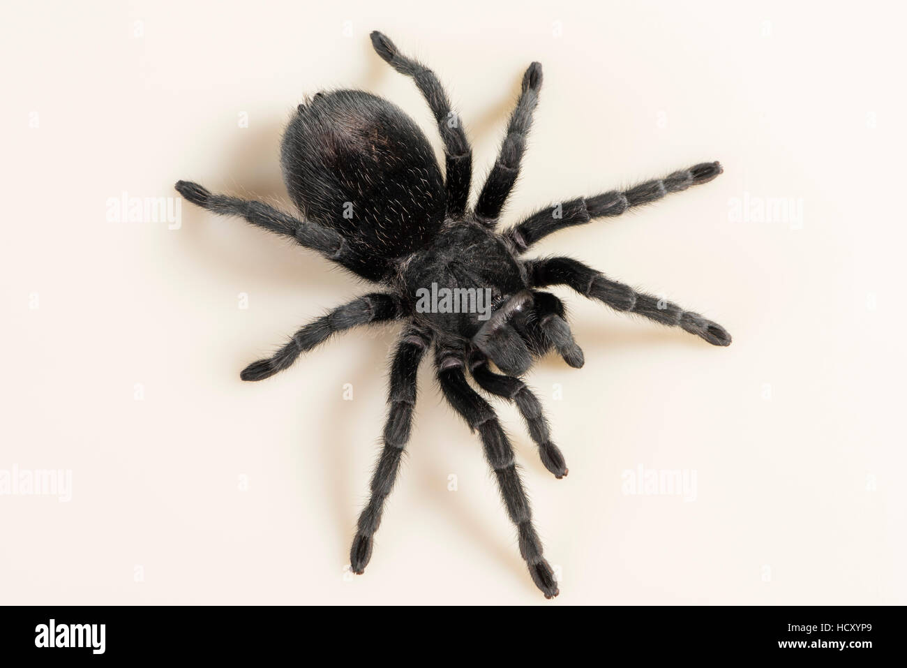 Theraphosidae High Resolution Stock Photography and Images - Alamy