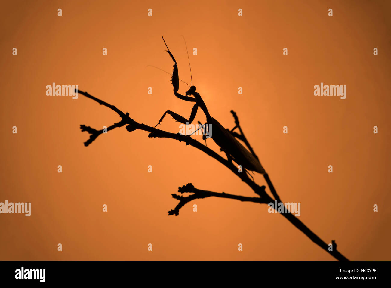 King Mantis (Hierodula Majuscula), captive, Australia Stock Photo - Alamy