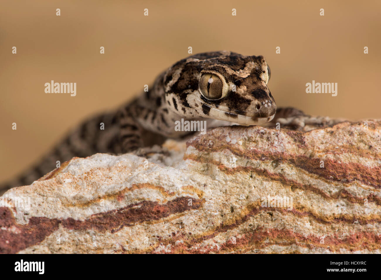 Viper Gecko (Teratolepis fasciata), captive, Pakistan Stock Photo - Alamy