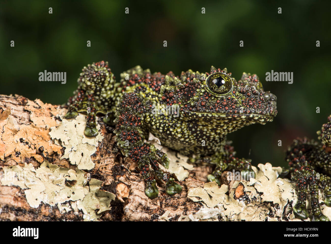 Vietnamese Mossy Frog (Theloderma Corticale), captive, Vietnam ...