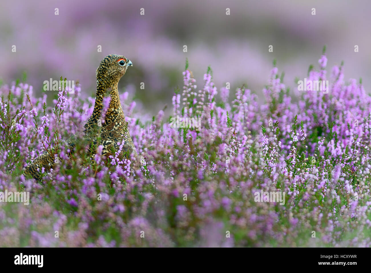 Heather scotland hi-res stock photography and images - Alamy