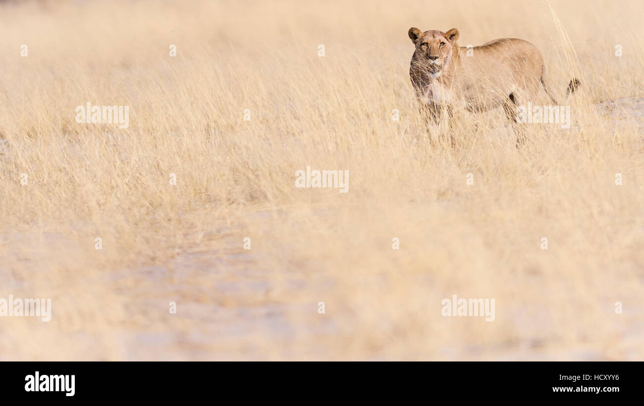 Lion, Okavango Delta, Botswana, Africa Stock Photo - Alamy