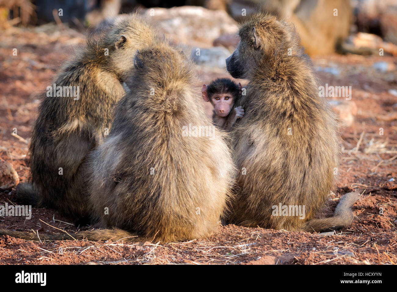 Baboon family, Botswana, Africa Stock Photo - Alamy