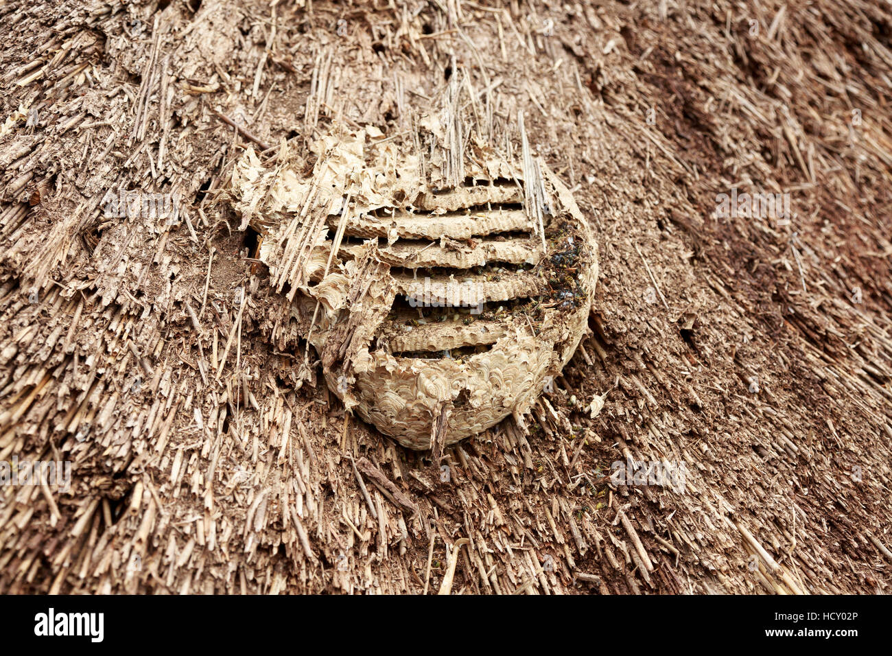 detail nest of wasps structure in thatched roof with dead wasps and ...