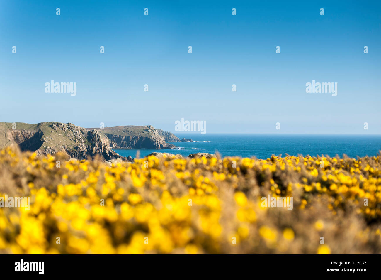 Gorse covered cliffs along Cornish coastline near Land's End at the ...