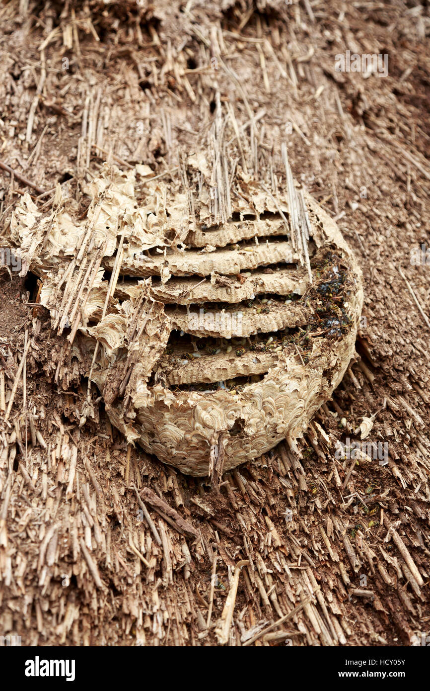 detail nest of wasps structure in thatched roof with dead wasps and ...